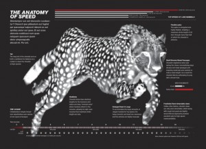 Cheetah Illustration by Bryan Christie Design for National Geographic ...